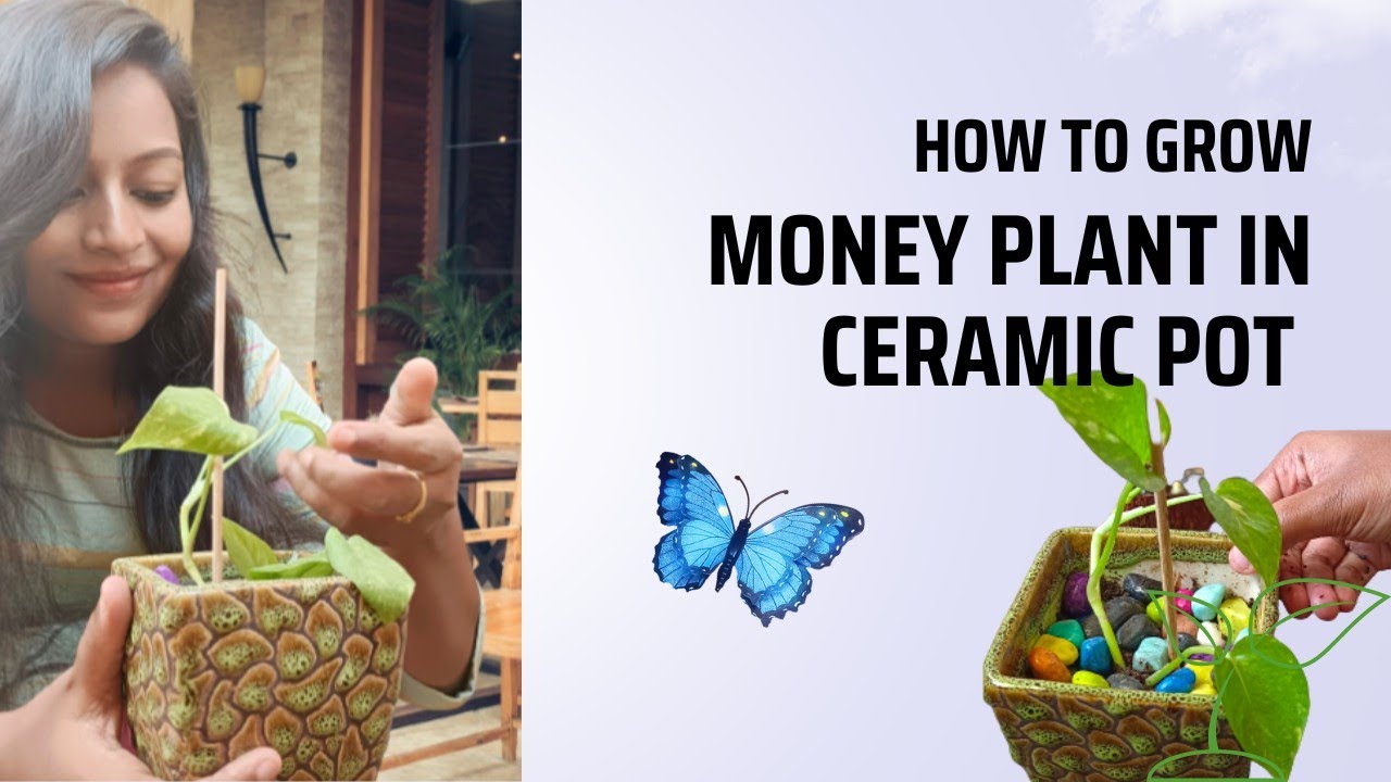 How to Grow Money Plant (Pothos) In Ceramic Pot #gardening #moneyplant ...