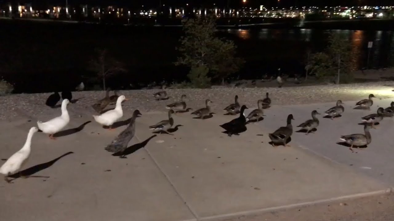 DUCKING AROUND AT NIGHT - YouTube
