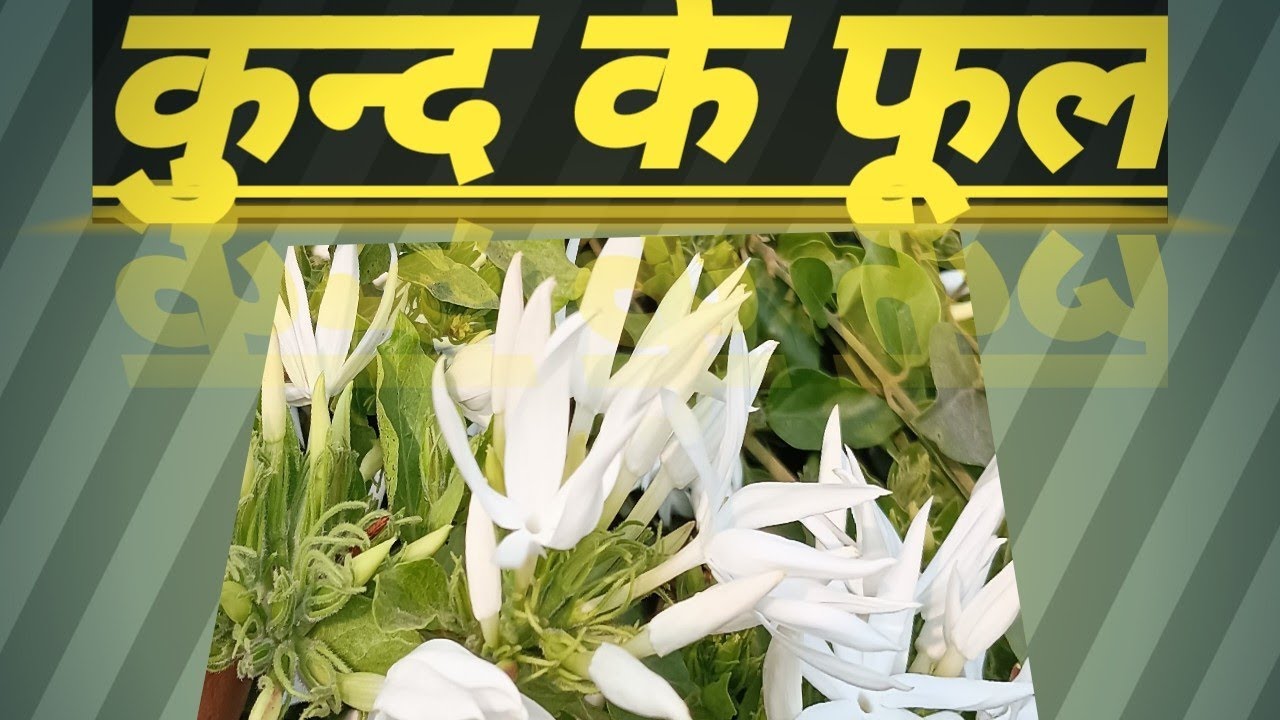 mukund ka fool ki kheti / kunda ka phool/ winter flowers🌸🌺🌻🌹🌷🌼💐Bajrang ...