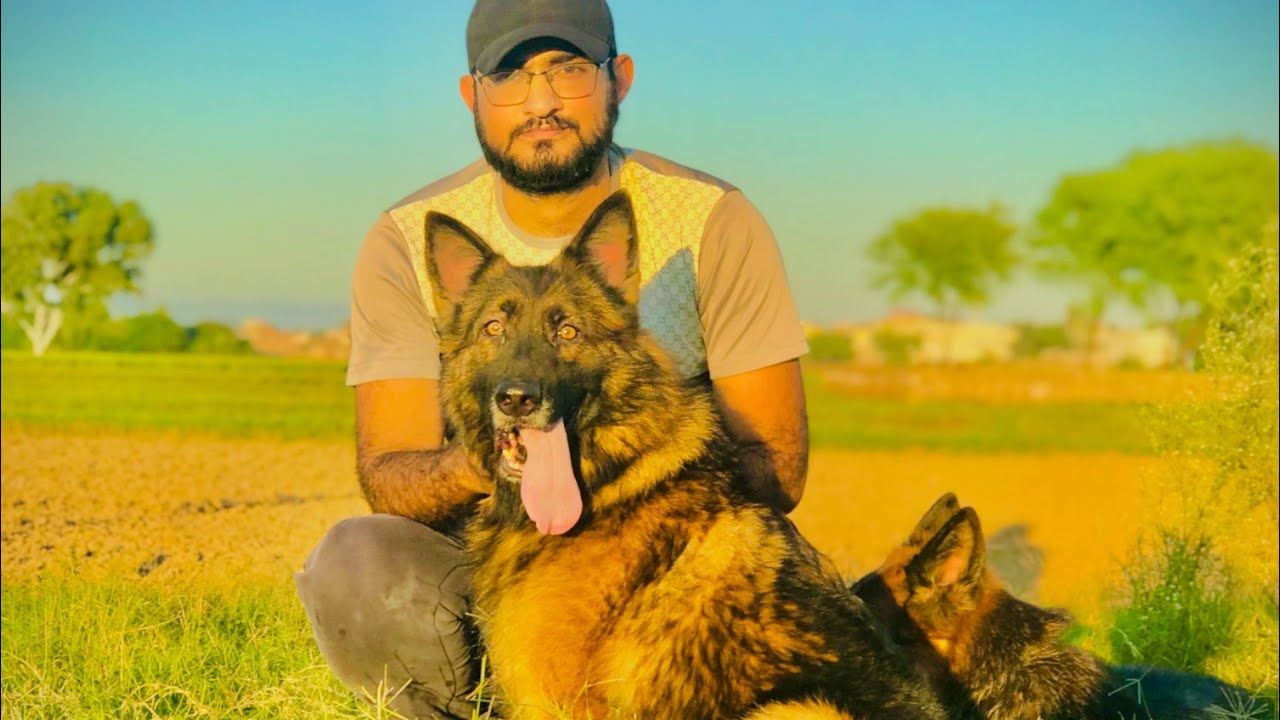 GERMAN SHEPHERD GROOMING:6 Tips for super shiny Dog coat - YouTube