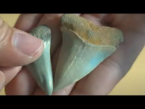 Time capsule sea: discovering ancient shark teeth
