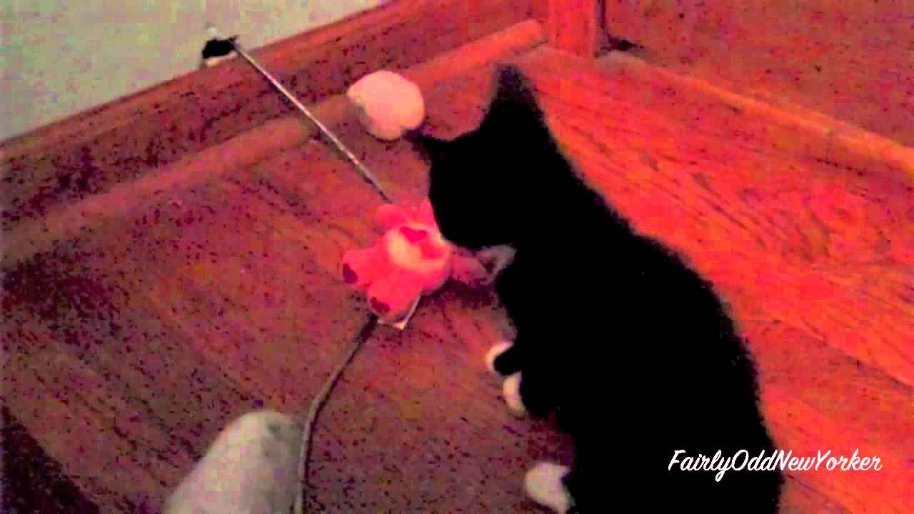 LOKI DANCES WITH BALLS! (8-9-11) - YouTube