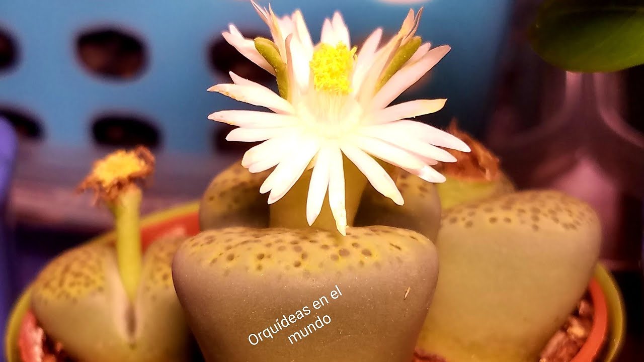 Suculentas Lithops: piedras vivas, trasplante y cuidados #Jardín ...
