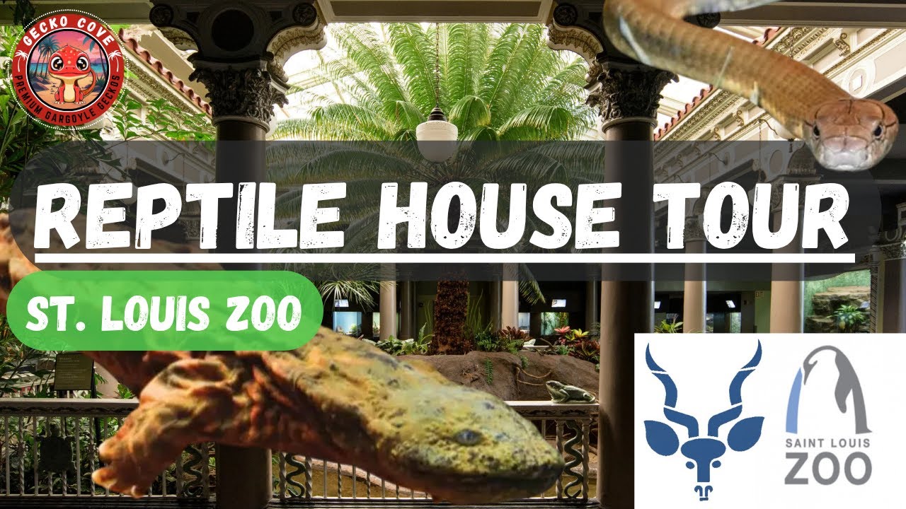 St Louis Zoo Reptile House Tour - YouTube