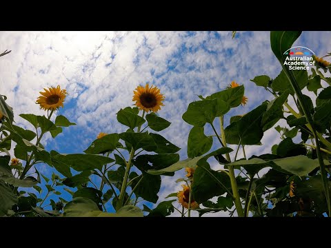 Why Sunflower Moves With Sun