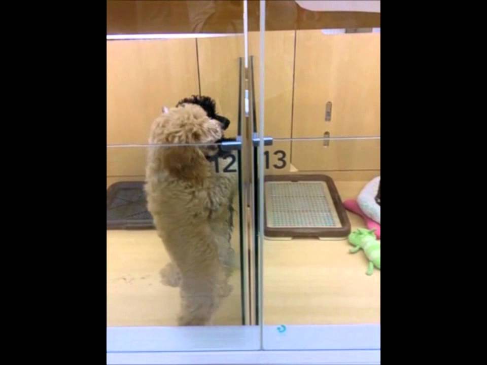 Dancing Toy Poodle ?? (トイプードルは踊る？) - YouTube