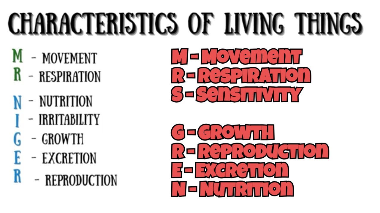 Characteristics of Living things | MRS GREN - YouTube