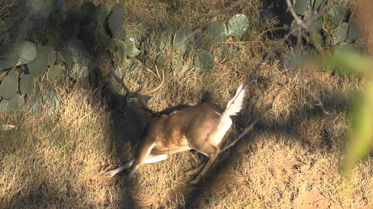buck shot sequence - YouTube