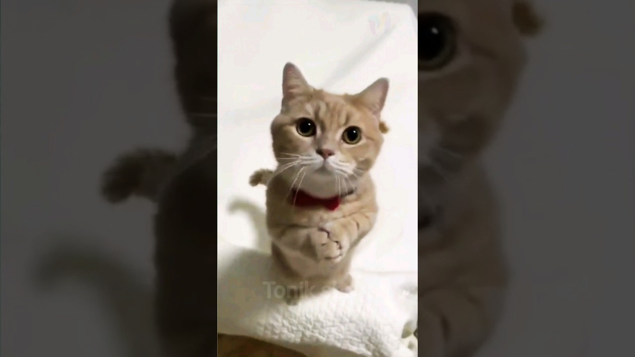 Funny short video funny animals short video🤣🤣🤣 #youtubeshorts #shorts # ...