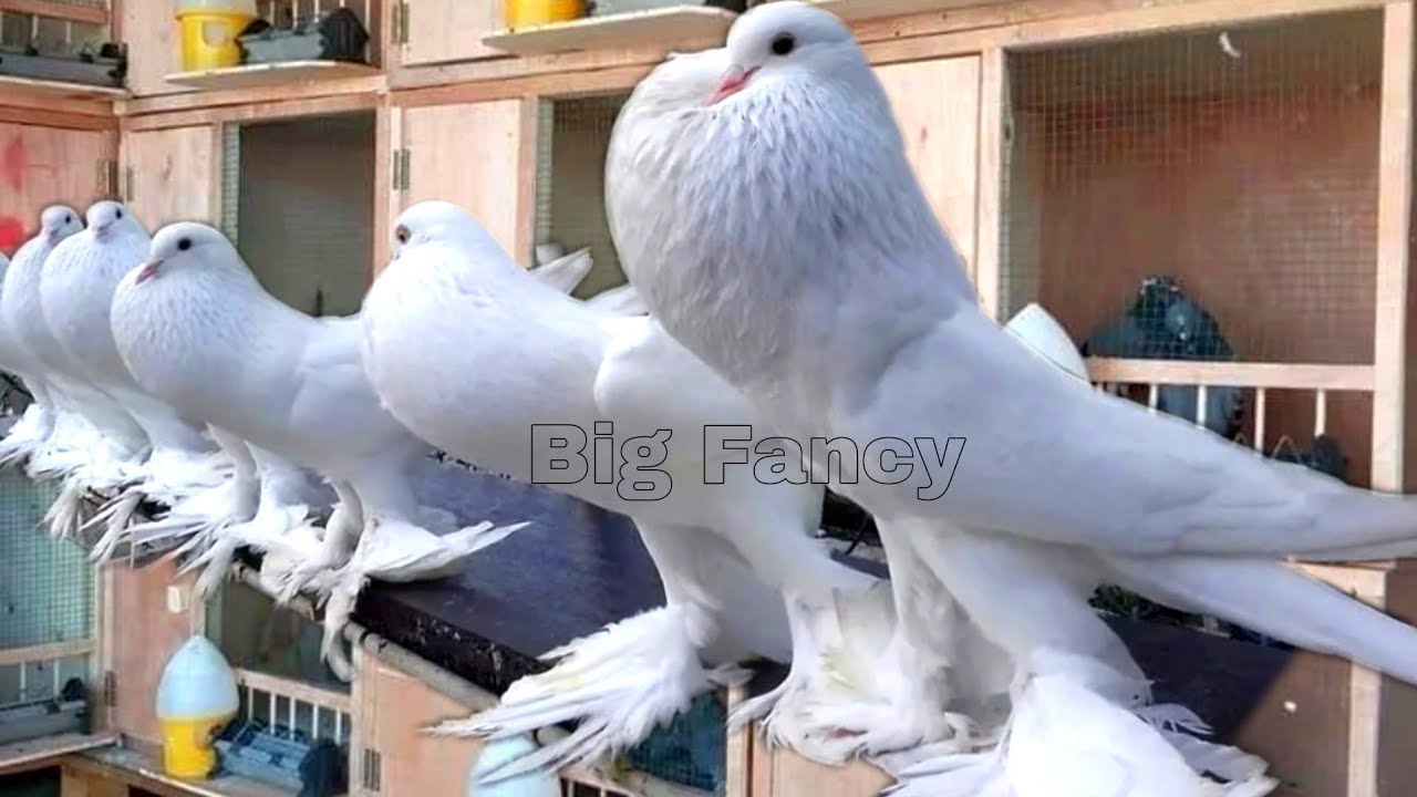 BEST and BIGGEST fancy pigeon breed in the WORLD collection | pouter ...