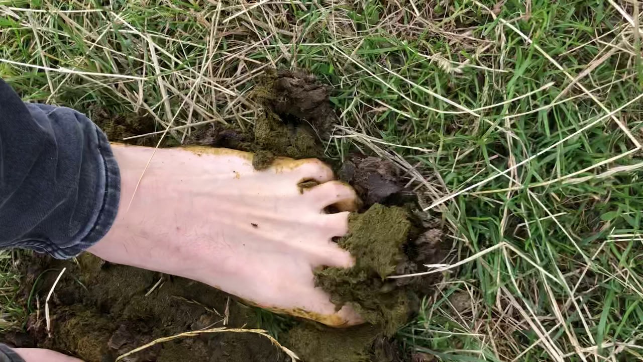 Candid Cow Manure FootPlay part 1 - YouTube