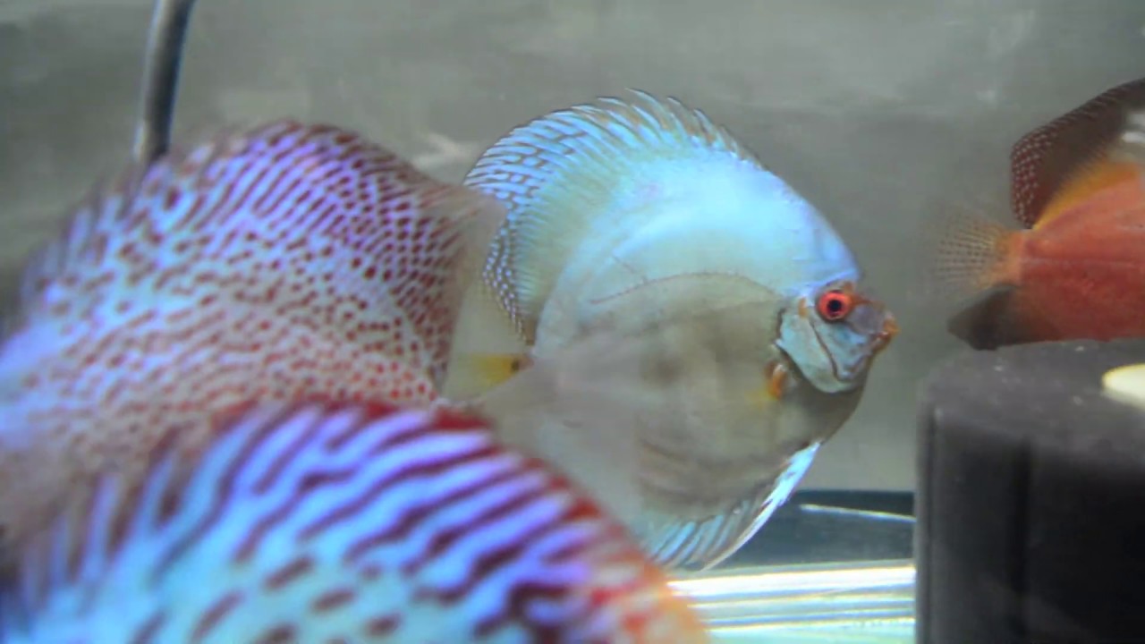 Royal Blue Titan Discus - YouTube