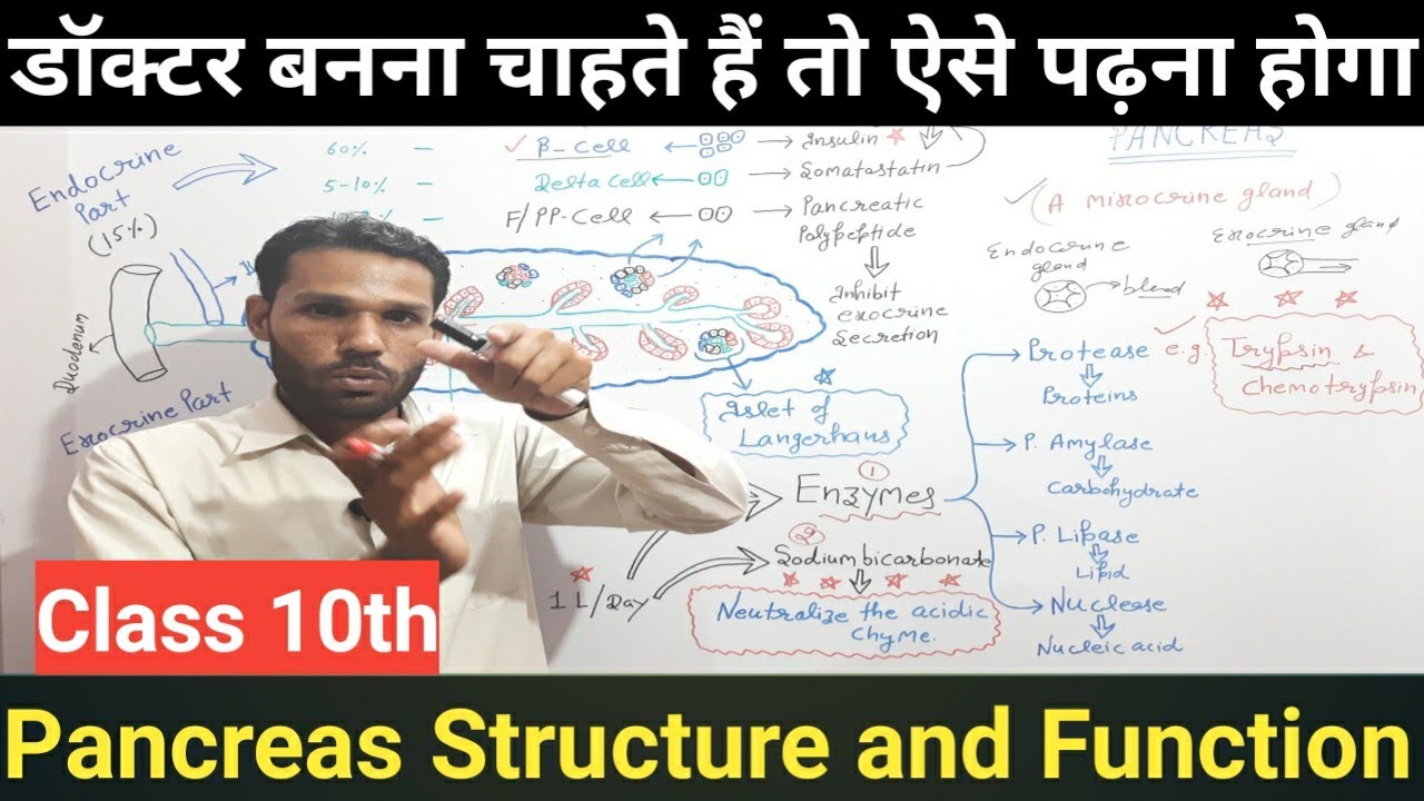 Pancreas Structure and Function | Life Processes Class 10 | Human ...