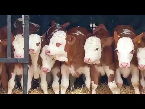 SATILIK KALİTELİ SÜT BUZAĞILAR (AÇIKLAMAYI OKU)👇