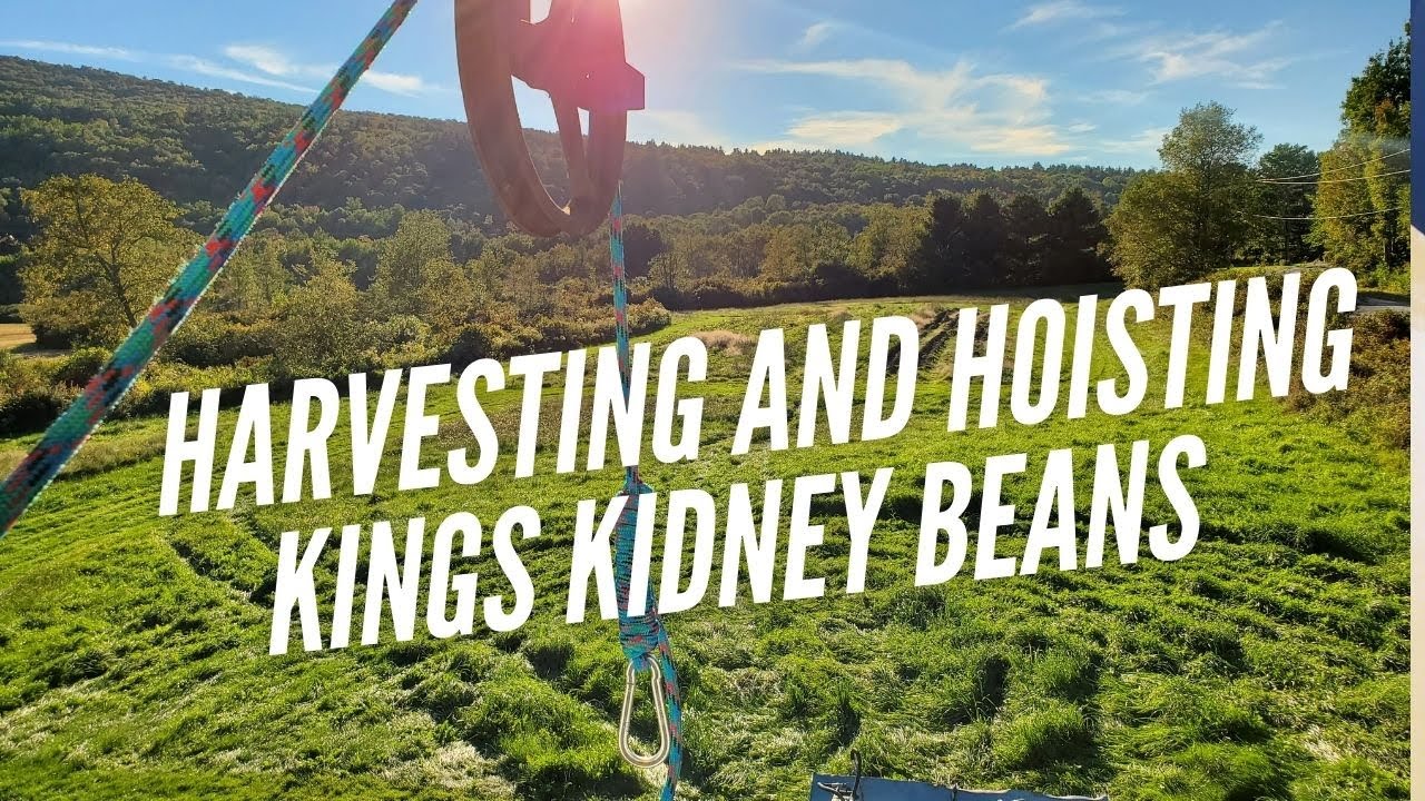 Harvesting and Hoisting Kings Kidney Beans! - YouTube