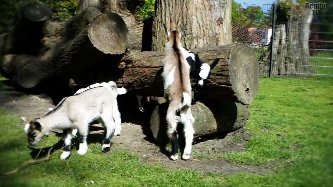 Spelende jonge geitjes - YouTube