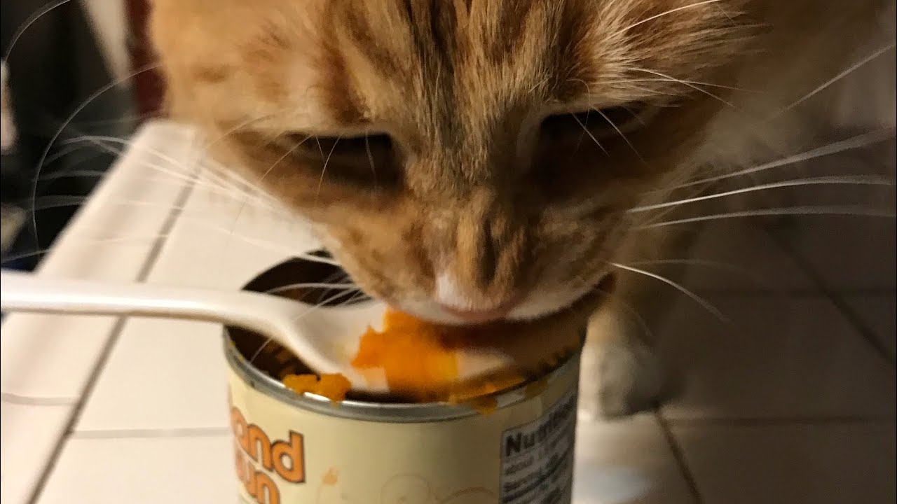 My Orange Tabby Cat Merlin Gobbles Up My Canned Pumpkin - YouTube