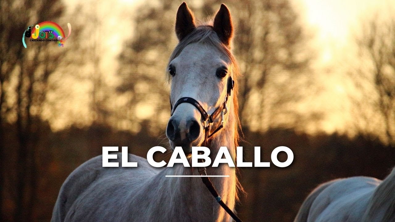 EL CABALLO VIDEO EDUCATIVO SONIDO DEL CABALLO 1 - YouTube