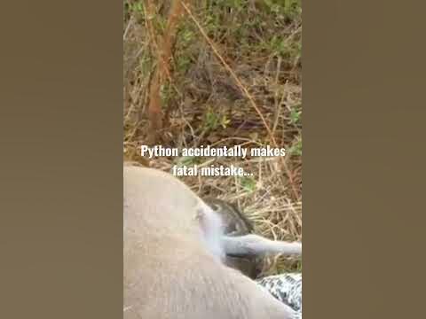 Python bit the horns of #antelope. #shorts #animals #nature # ...