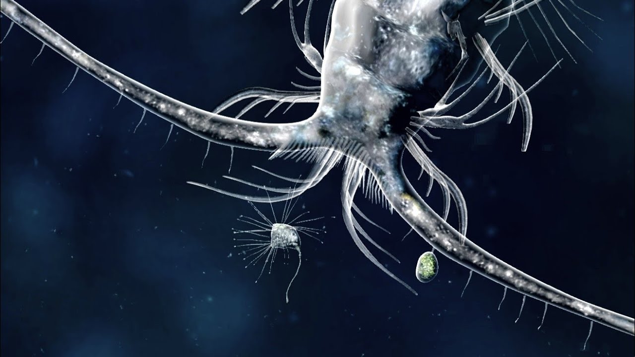 I hate organisms with shields (Calanoid Copepod) [Bionix] - YouTube