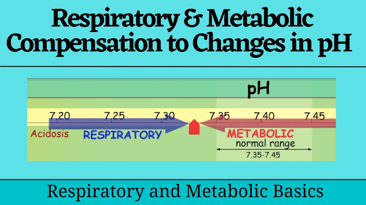 Metabolic & Respiratory compensation to changes in pH - YouTube