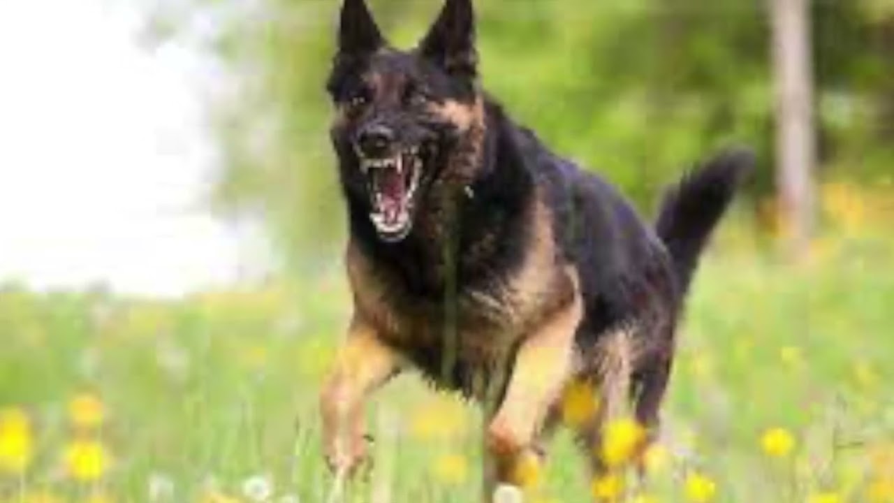 Dog growling sound effect - YouTube