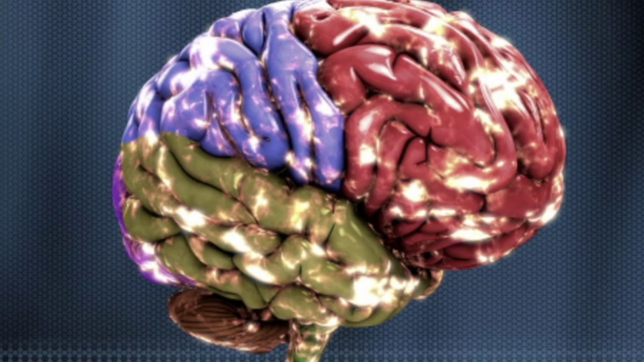 What Is White Matter and Why Does It Matter? - Science Ambassador ...