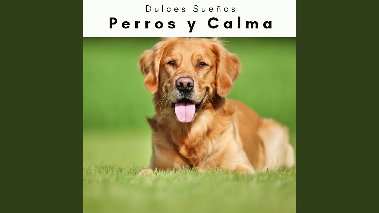 Un Momento de Calma para Cachorros - YouTube