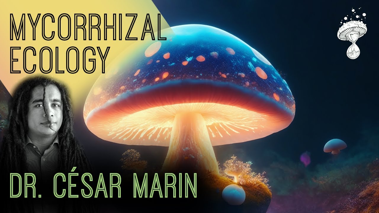 Mycorrhizal Ecology, Soil Biodiversity & Political Instability in South ...