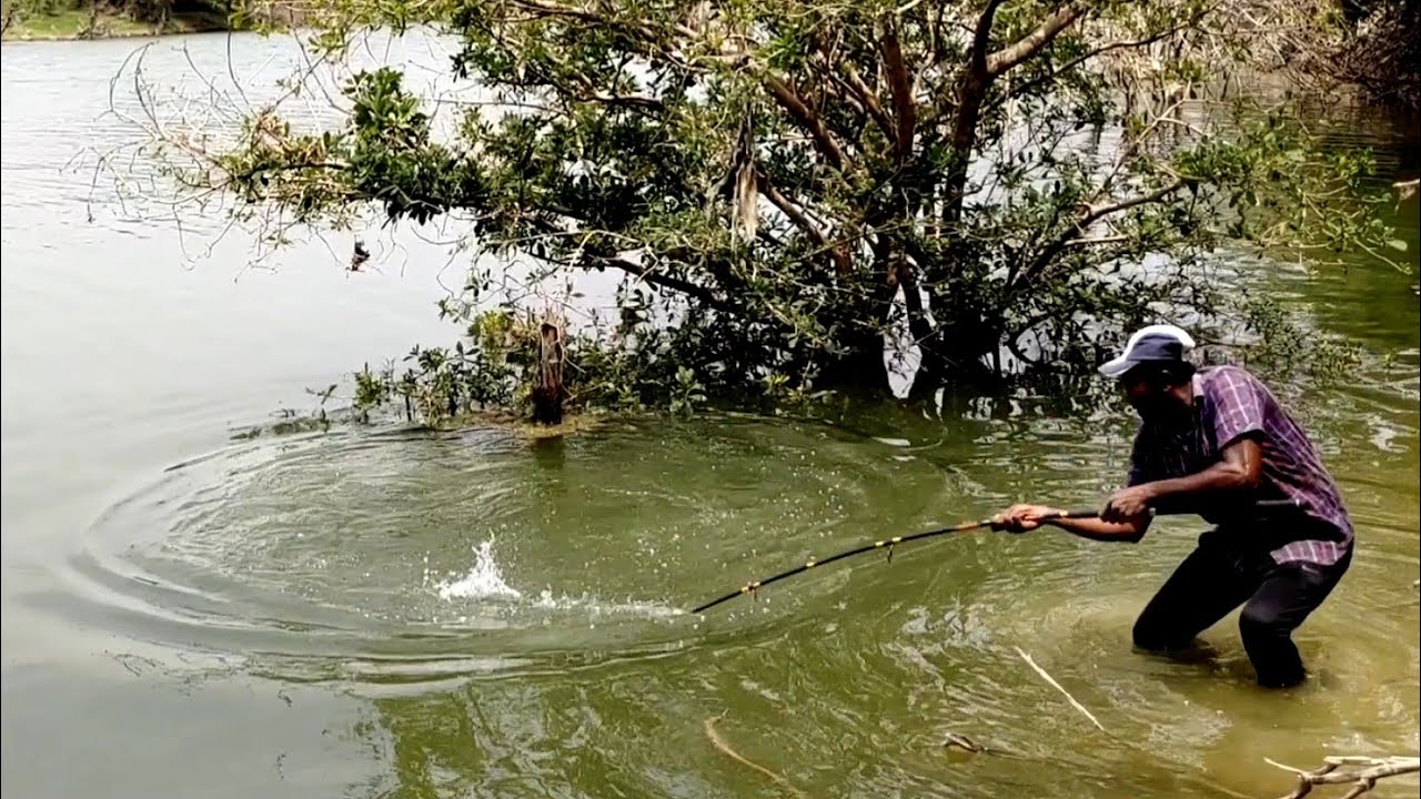 Best Single Hook 🎣 Fishing BiG Size Rohu Fishes Fisher Man Catching ...