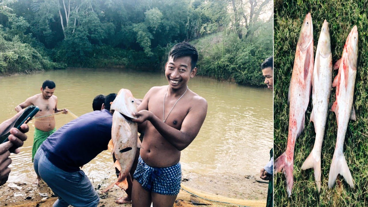 Catching Big fish in the Pond || Best fishing Video || Village Fish ...
