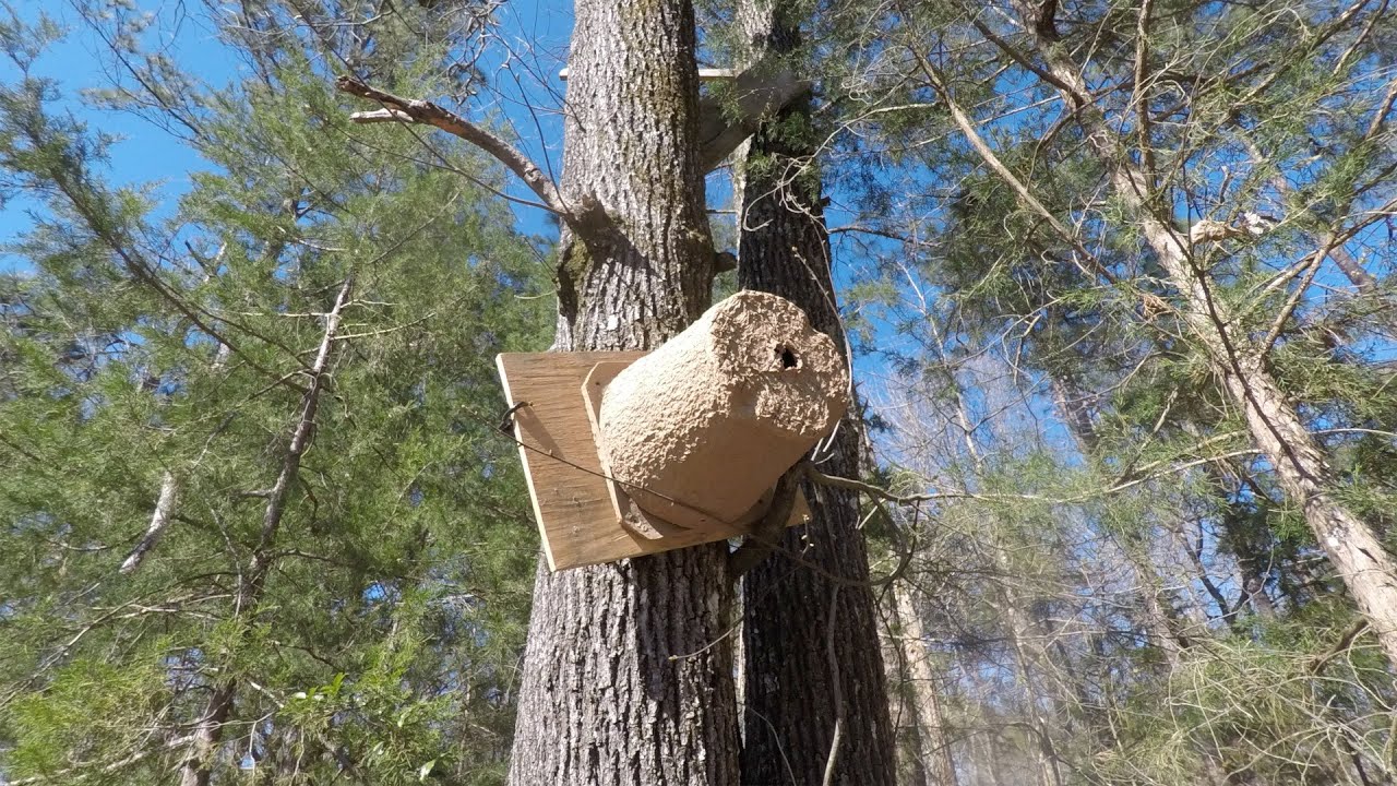 The Easiest Way to Catch Honeybee Swarms - YouTube