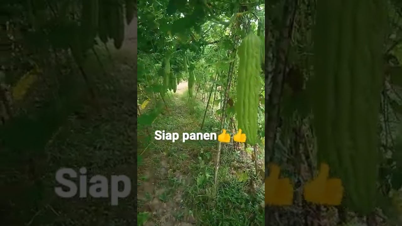 sayur pare pait siap panen👍 - YouTube