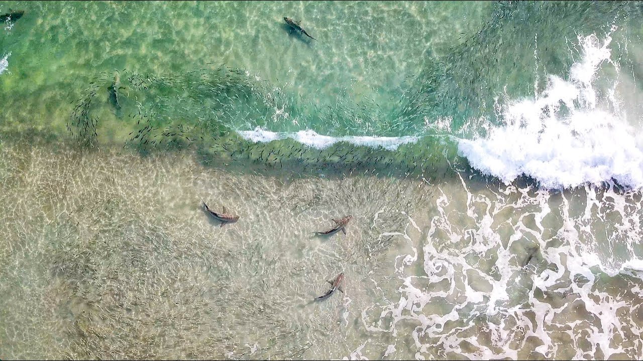 SHARK FEEDING FRENZY on the Beach in 4K!!! | Florida Mullet Run | Shark ...