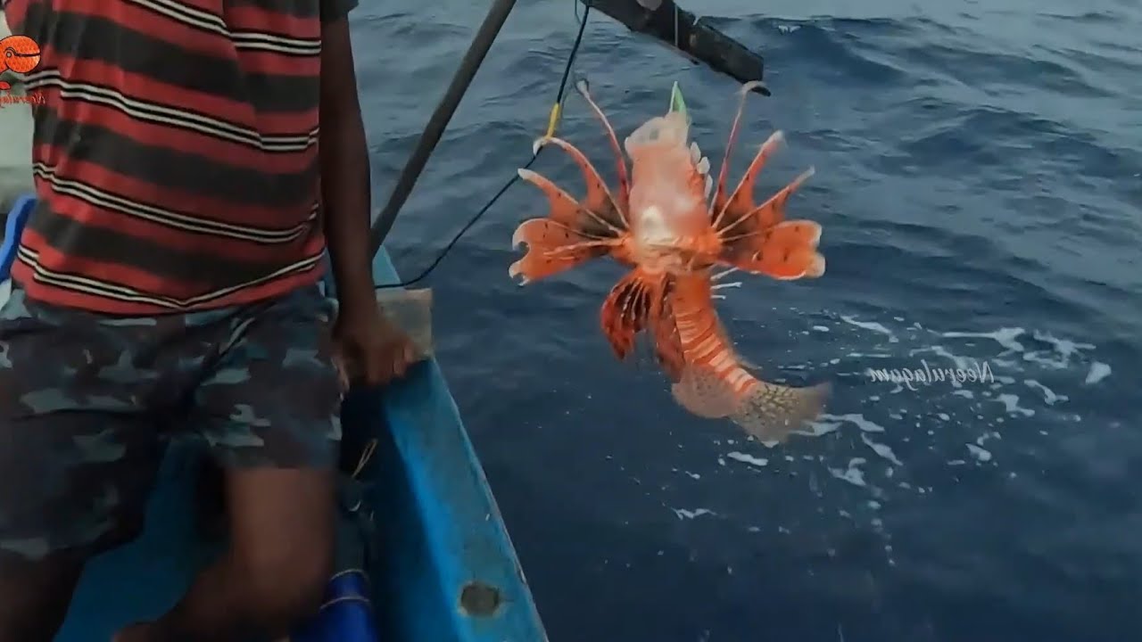 New verity of fish caught at deep sea | Fishing for lion fish, queen ...