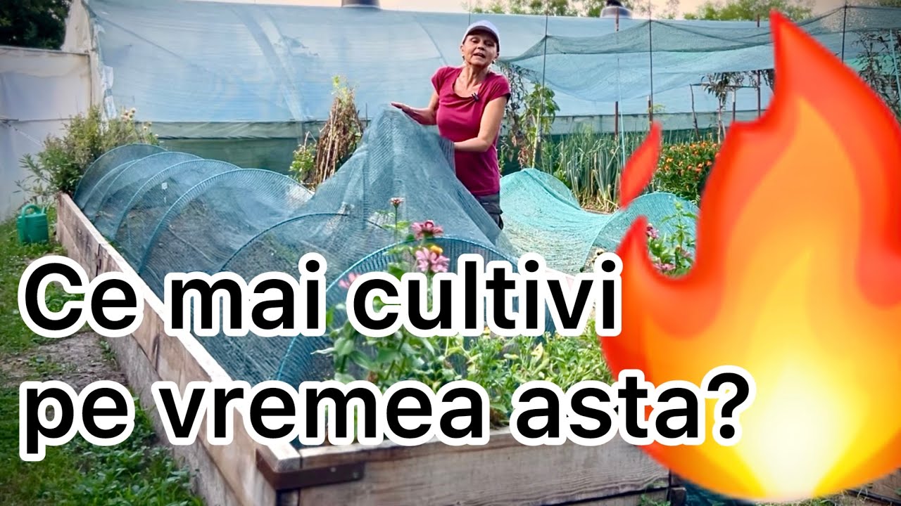 Recolte si noi culturi in IULIE. Un strat mixt pentru toamna-iarna ...