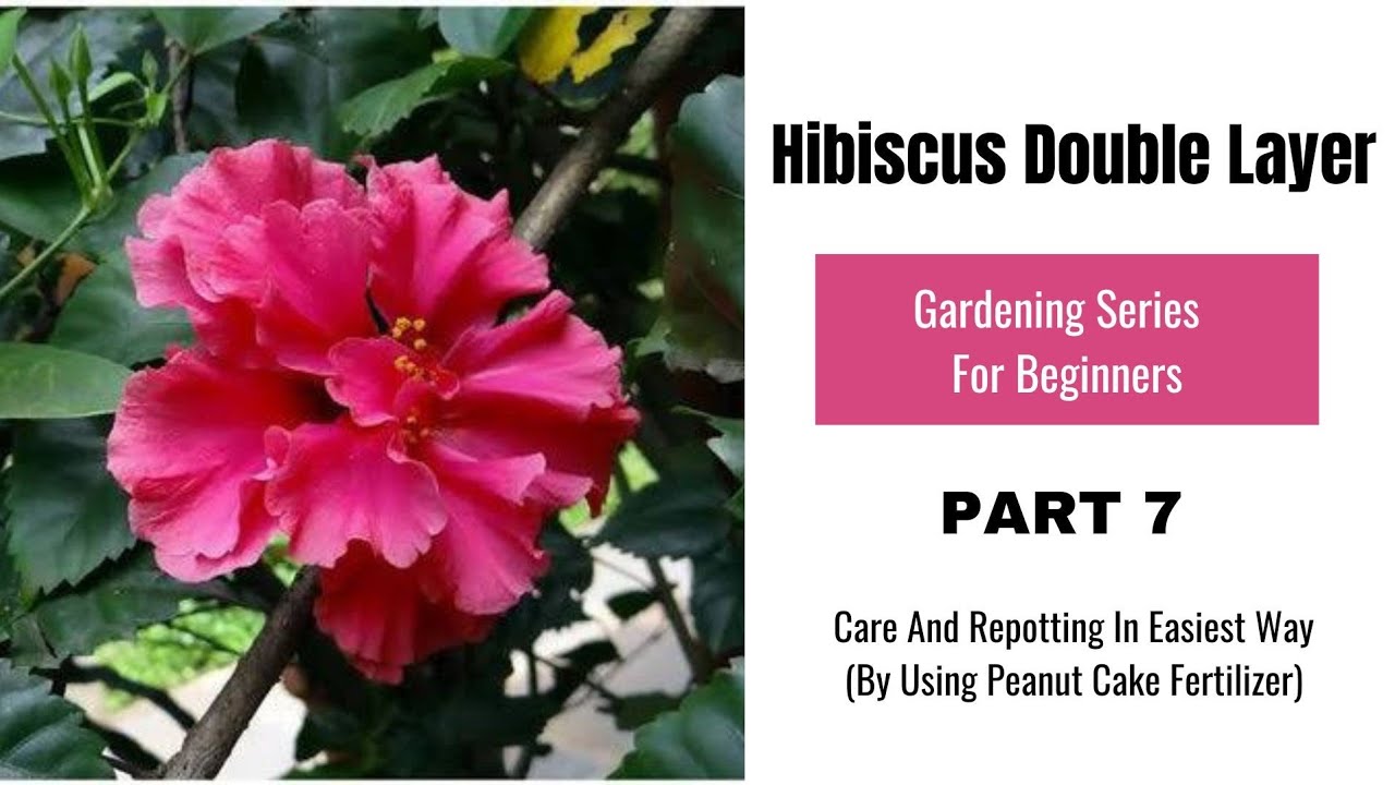 How To Repot Double Layer Hibiscus Plant With Peanut Cake | Gardening ...