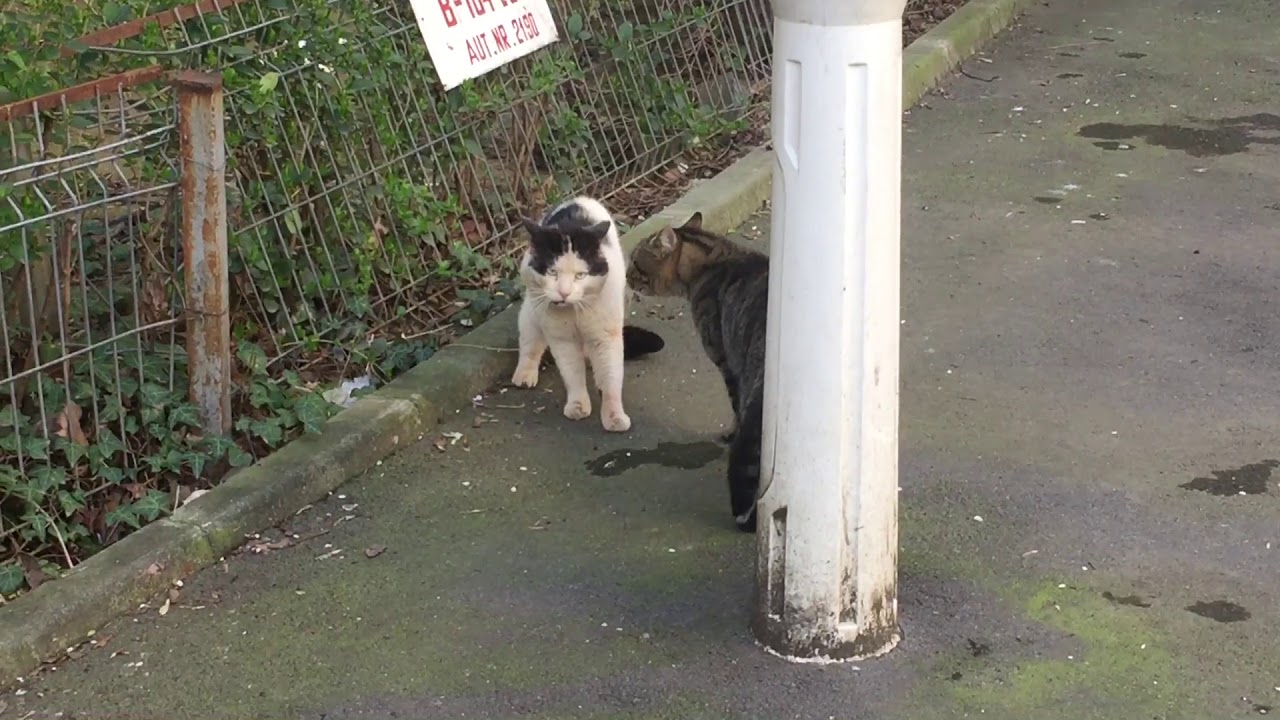 Bad ass cat strikes again! Cats fight - YouTube