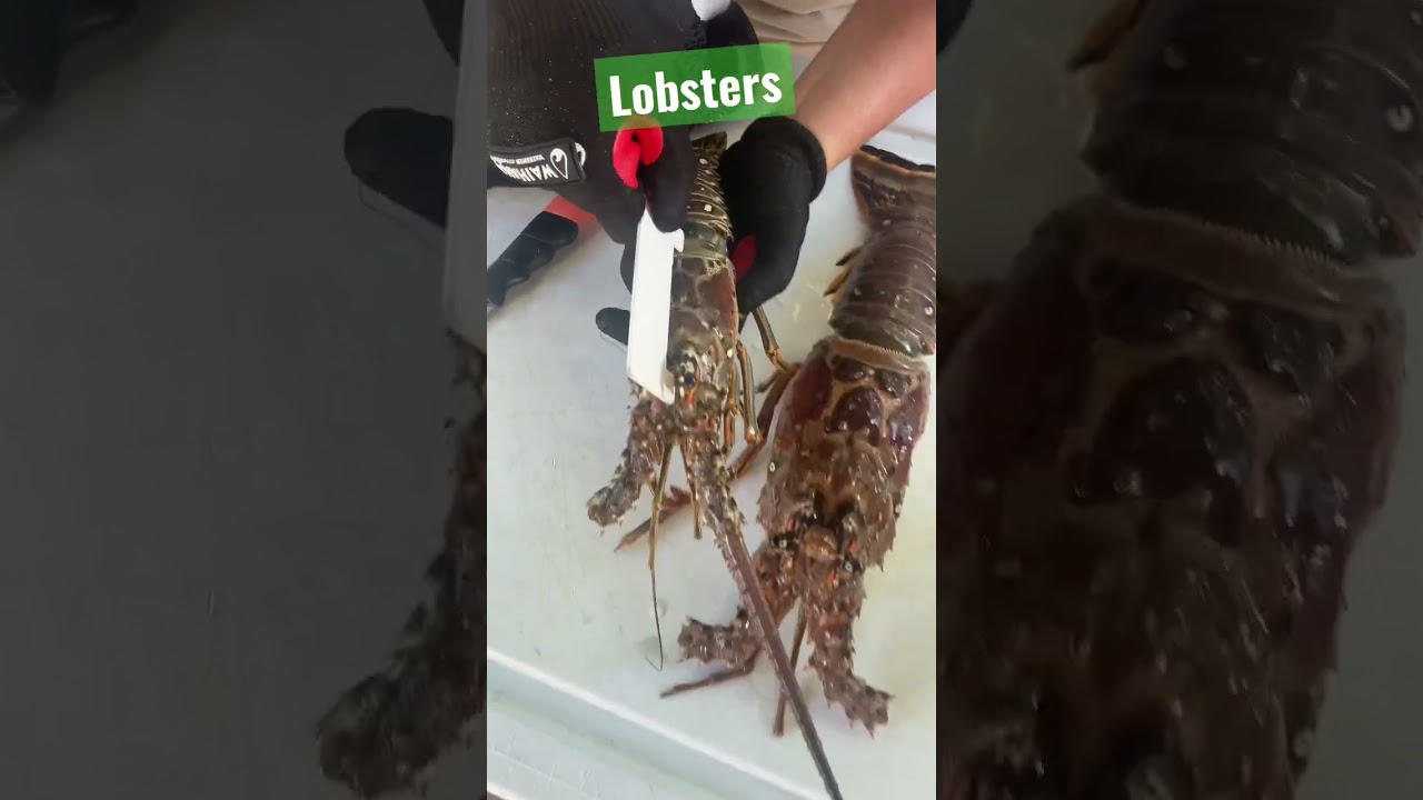 Lobsters #youtubeshorts - YouTube