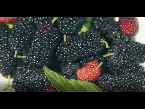 Xinjiang'da tıbbi amaçlı karadut işleme fabrikasında çalışan işçinin mutlu yaşamı