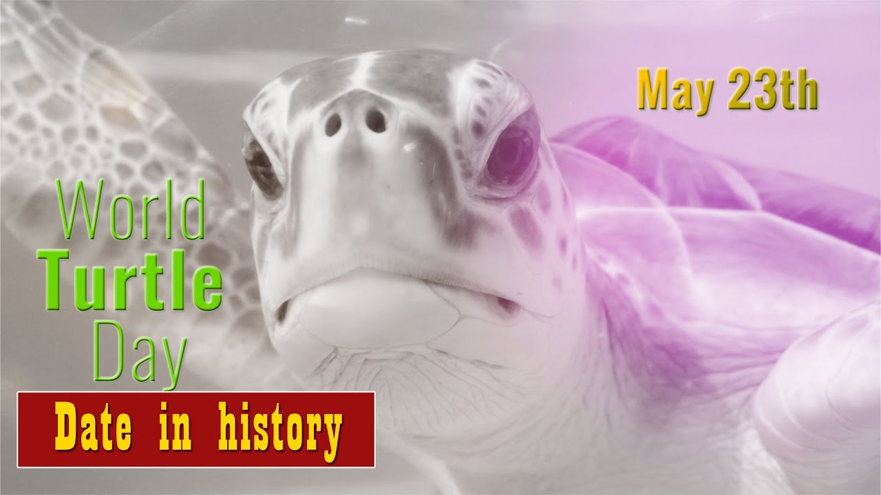 WORLD TURTLE DAY. Date in history! Important date! Conservation! May23 ...