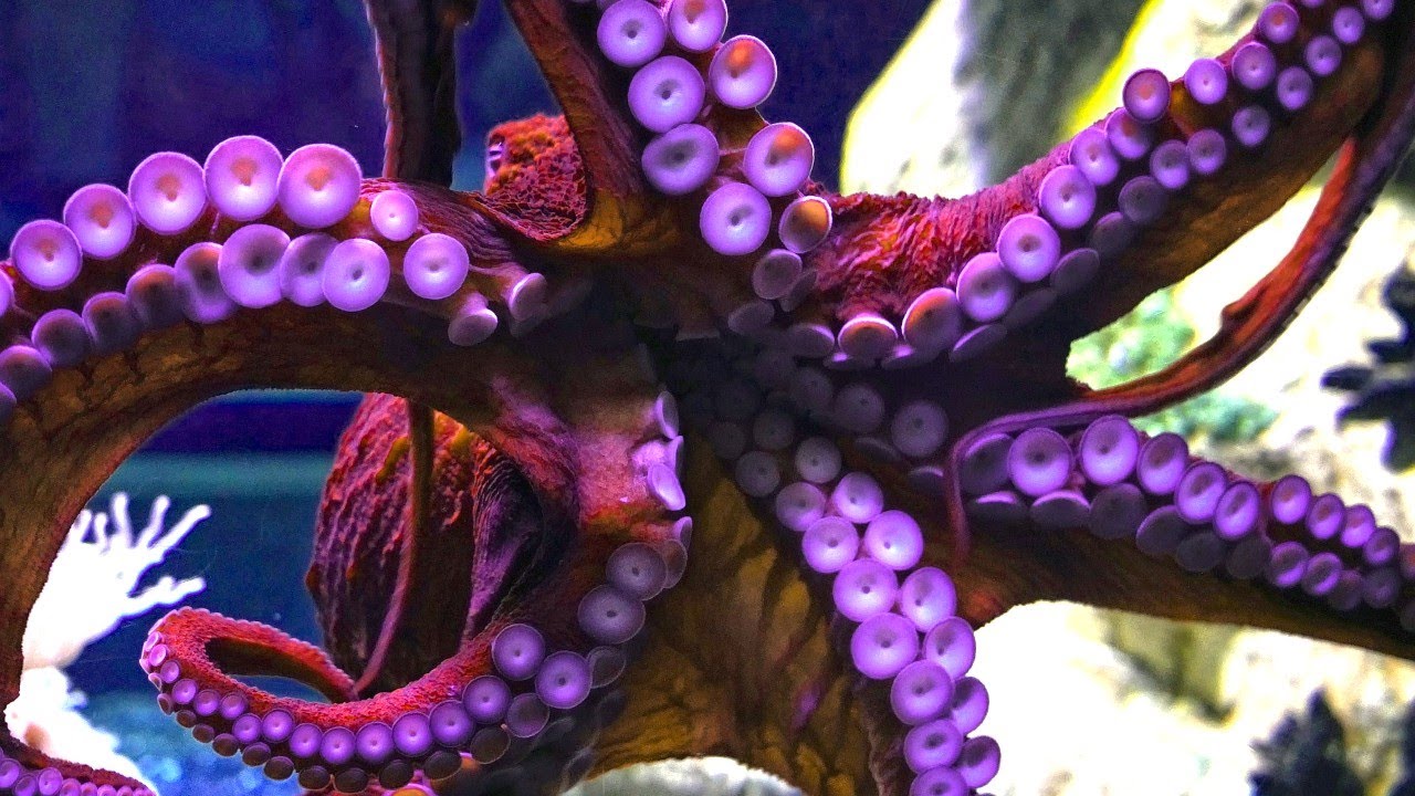 Octopus | The ocean's camouflage genius - YouTube
