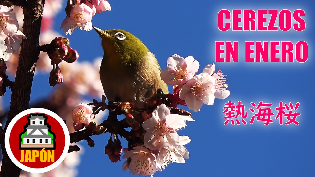 ¡Cerezos que florecen en enero! Atami-zakura 1月に咲く「熱海桜」2024 - YouTube