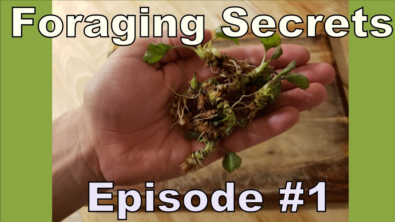 Foraging Secrets Episode #1 - Wild Violet Tubers - YouTube