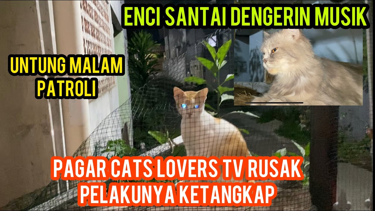 Astagfirullah Pagar Cats Lovers Tv Di Rusak Pelakunya Ketangkap Basah ...