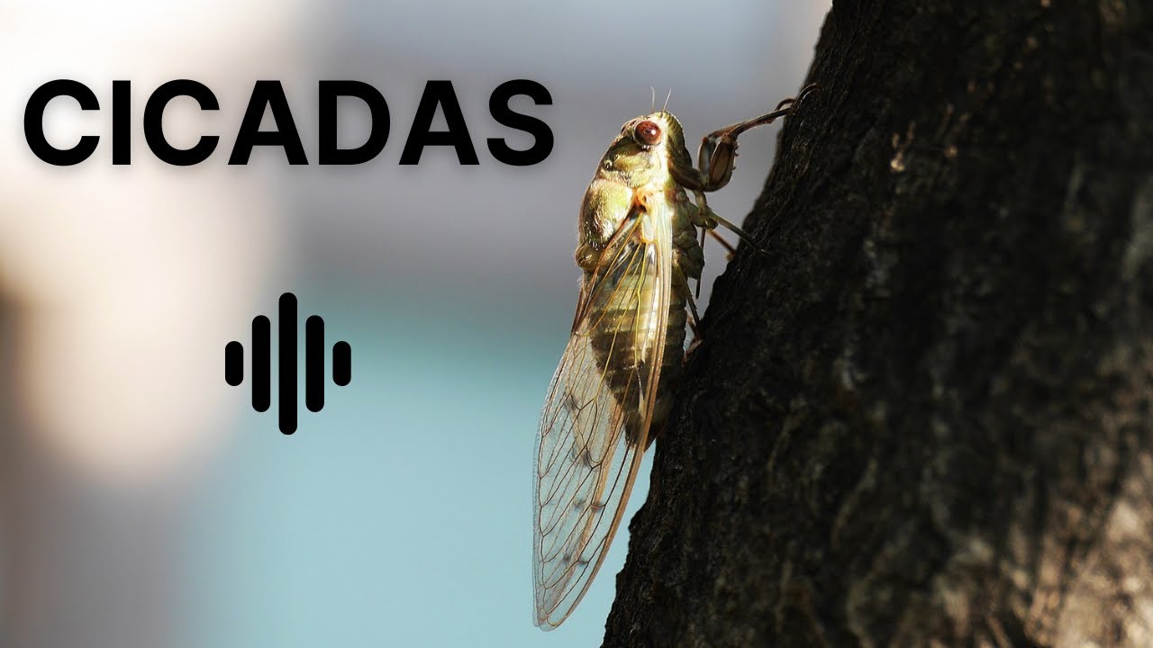 Cicadas sound - YouTube