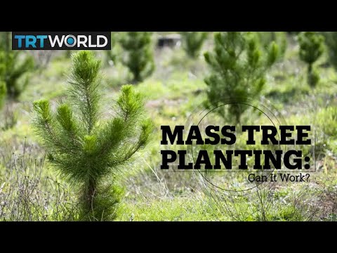 MASS TREE PLANTING: Can It Work? - YouTube