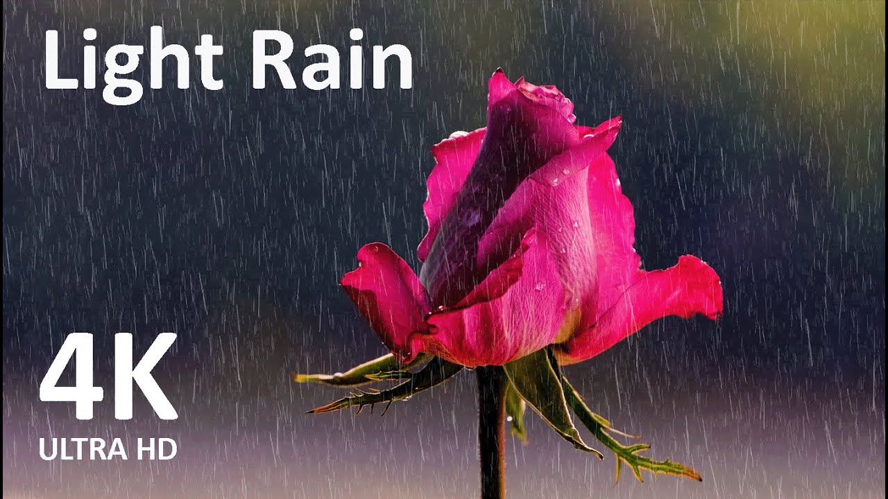 Light Rain Sound To Help Sleep | 4K ULTRA HD | Rain, Flower, Nature ...