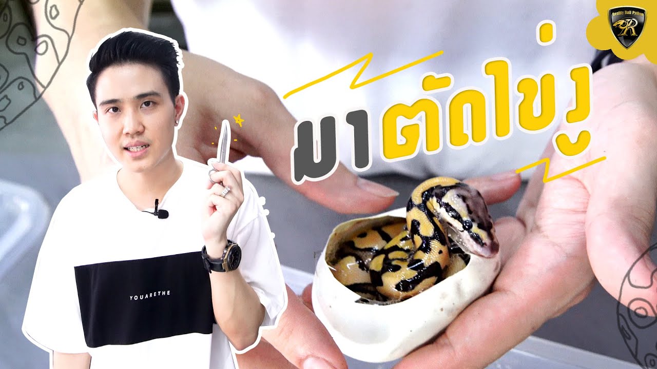 ตัดไข่งู!! งูบอลไพธ่อน "Reality Ball Python" [EP.66] - YouTube