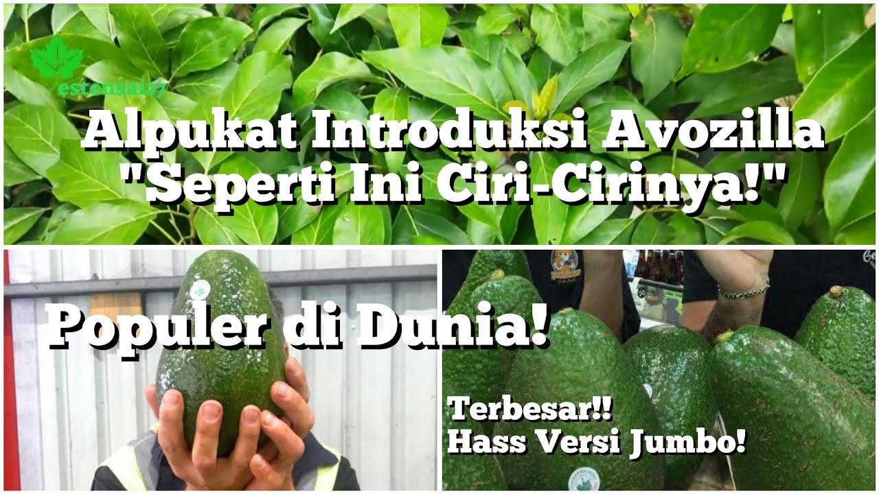 Alpukat Avozilla | Seperti Ini Ciri-Cirinya! Bentuk Daun yang Unik ...